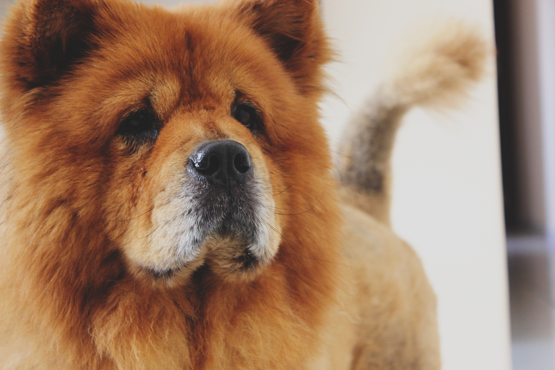 Chow Chow, el perro león - Naturalis