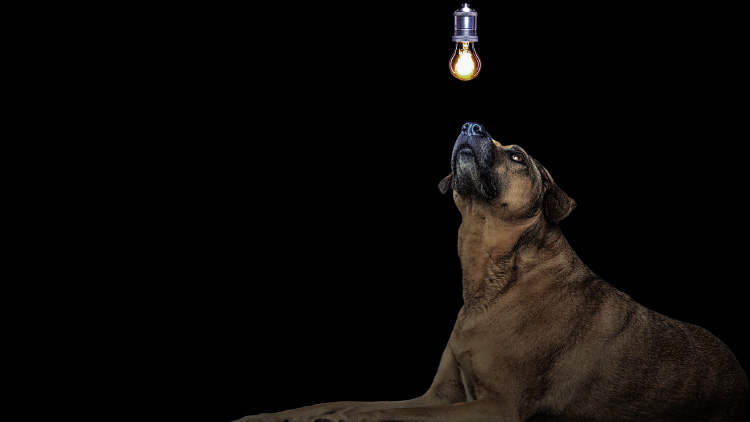 4 datos sobre la visión de los perros que probablemente no conozcas ...